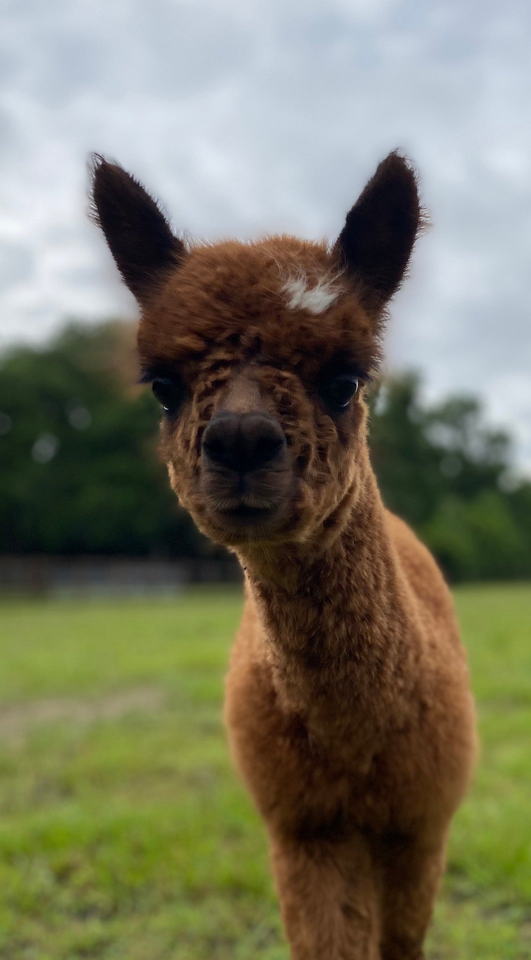 Meet The Alpacas – Blackwater Acres